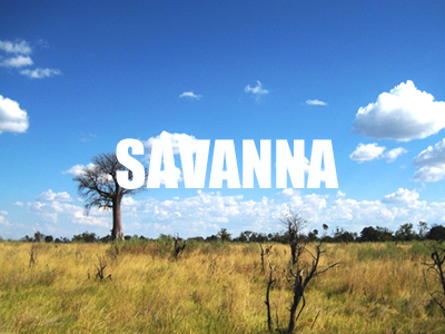 一方、その頃サバンナでは・・・ - ＃Hiro-Blo.（ヒロブロ）